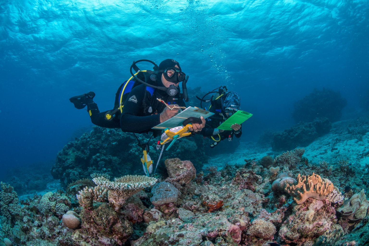Coral Reefs Need a Big Win in Montreal. What Will It Take? | Blog ...