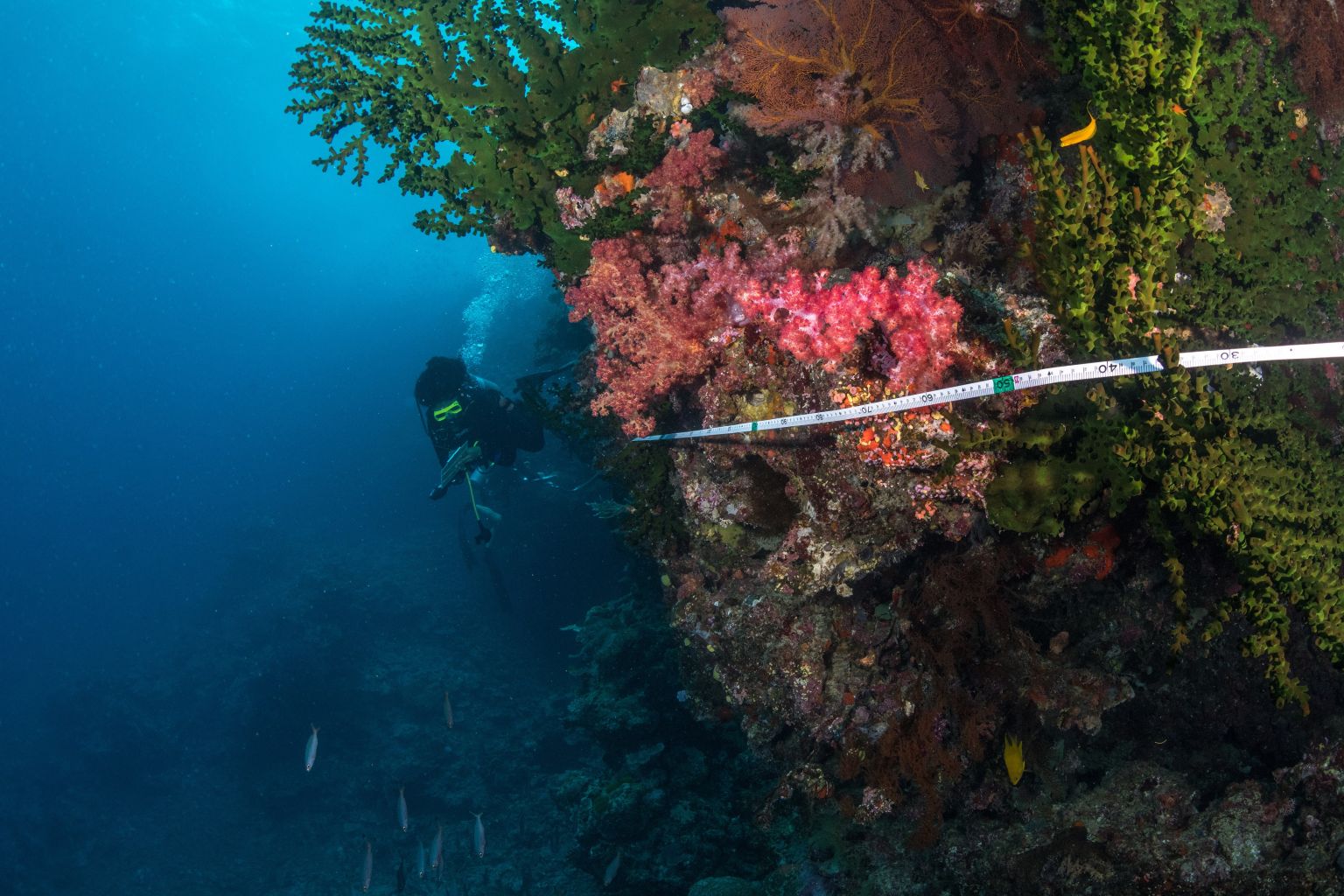 Coral Reefs Need a Big Win in Montreal. What Will It Take? | Blog ...