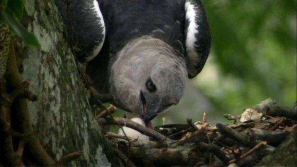 Harpy Eagle Fact Sheet | Blog | Nature | PBS