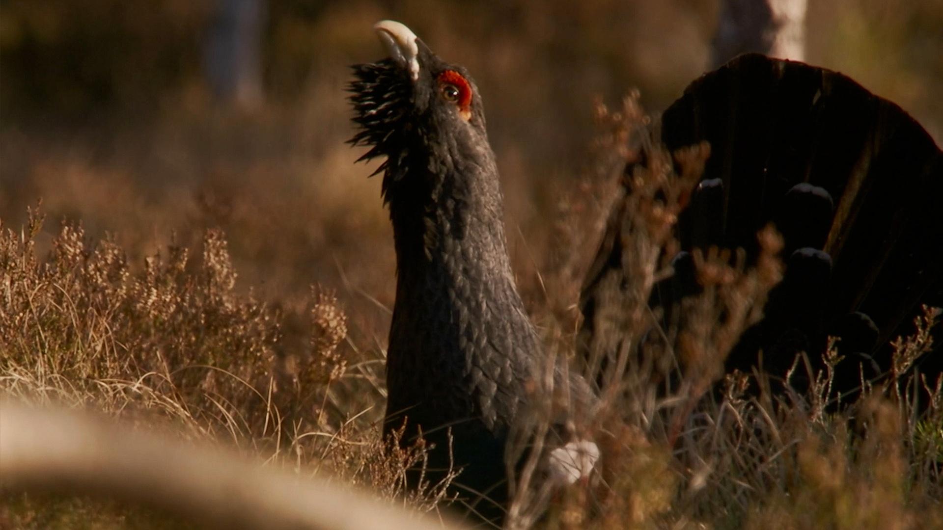 WILDHEART | Capercaillies Battle for the Right to Mate | Nature | PBS