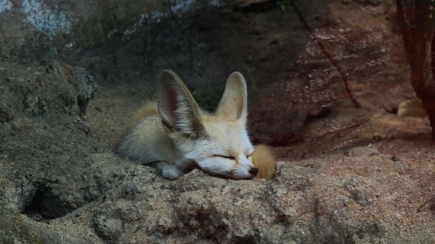 Fennec Fox Fact Sheet | Blog | Nature | PBS