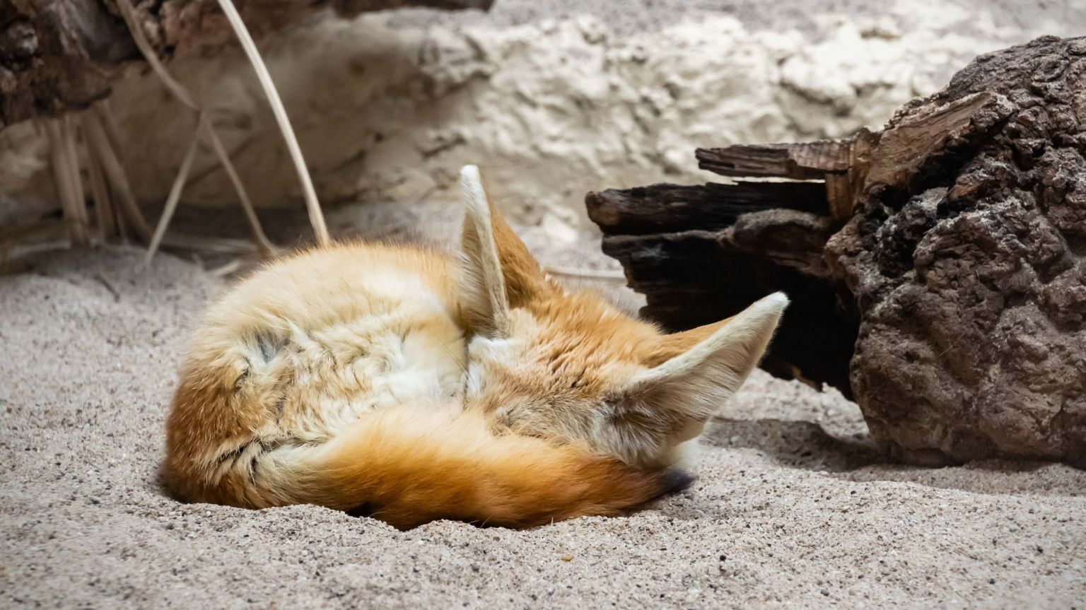 Fennec Fox Fact Sheet | Blog | Nature | PBS