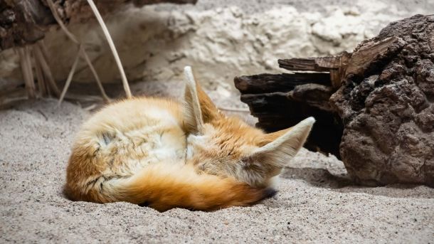 Fennec Fox Fact Sheet | Blog | Nature | PBS