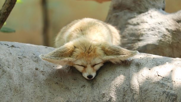 Fennec Fox Fact Sheet | Blog | Nature | PBS