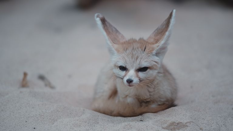Fennec Fox Fact Sheet | Blog | Nature | PBS