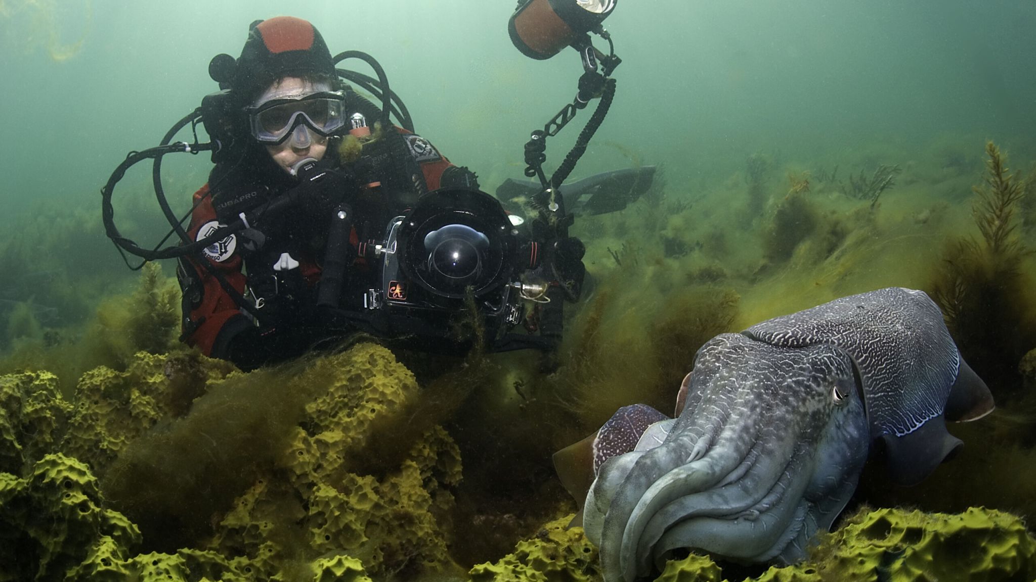 Soul of the Ocean | Q&A with "Soul of the Ocean" Filmmaker Howard Hall ...