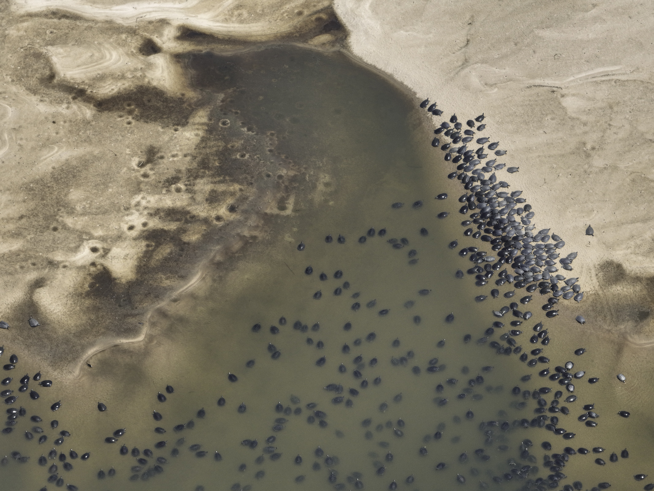 Using Drones to Assess World's Largest Mass Gathering of Giant River ...