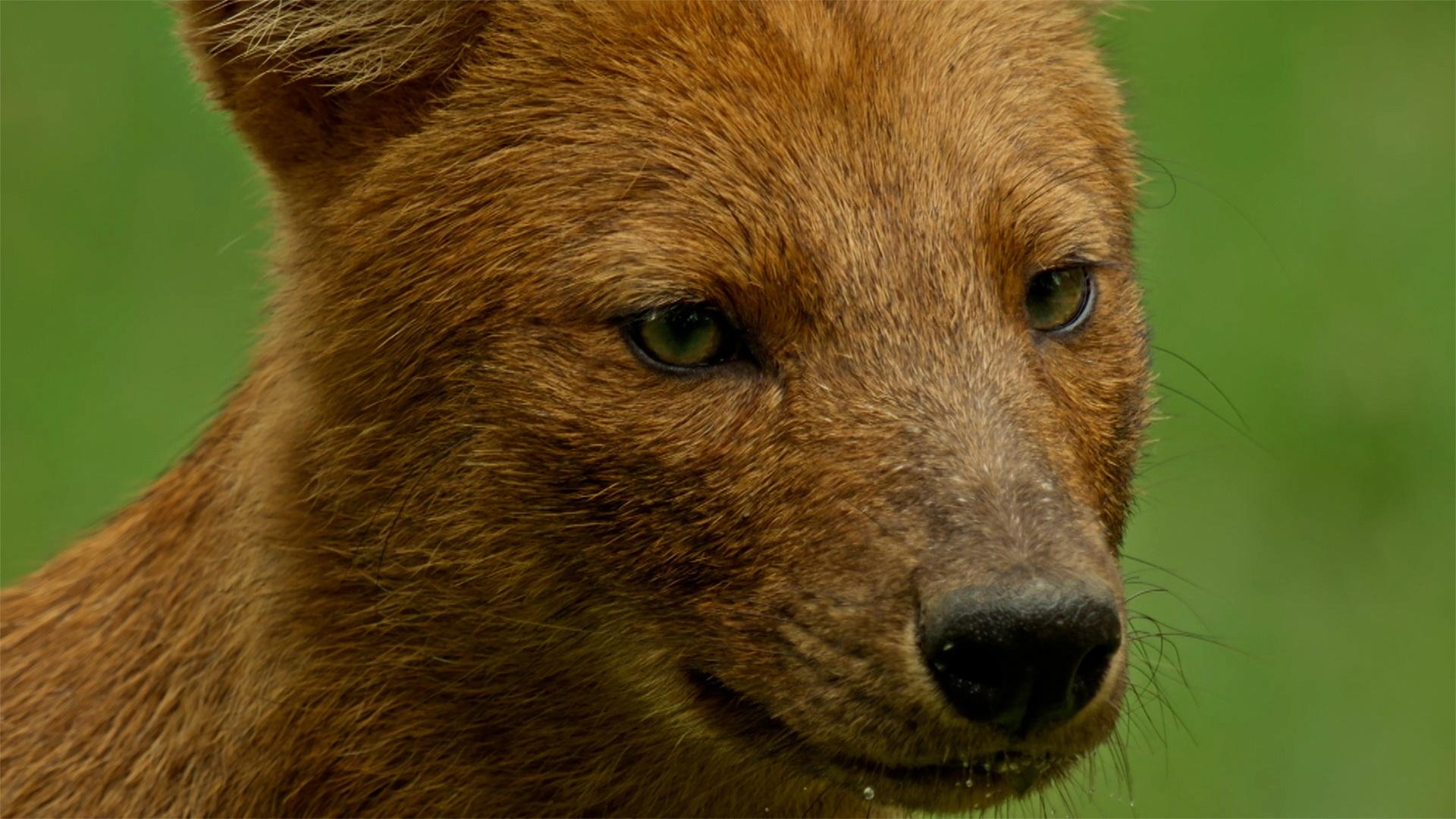 Dogs in the Wild: Meet the Family | Dhole Pack Coordinates Attack on ...