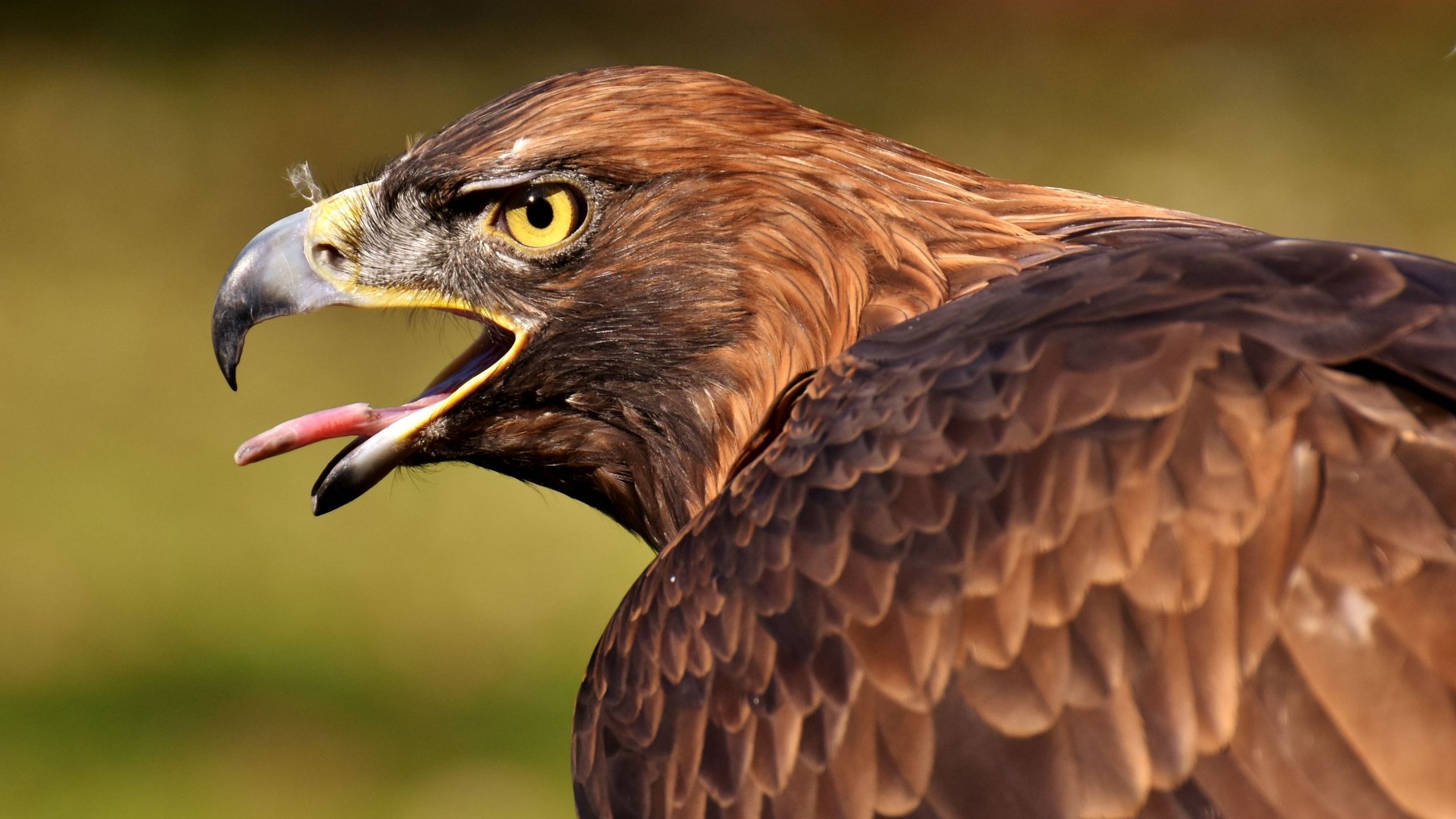 Golden Eagle Fact Sheet | Blog | Nature | PBS