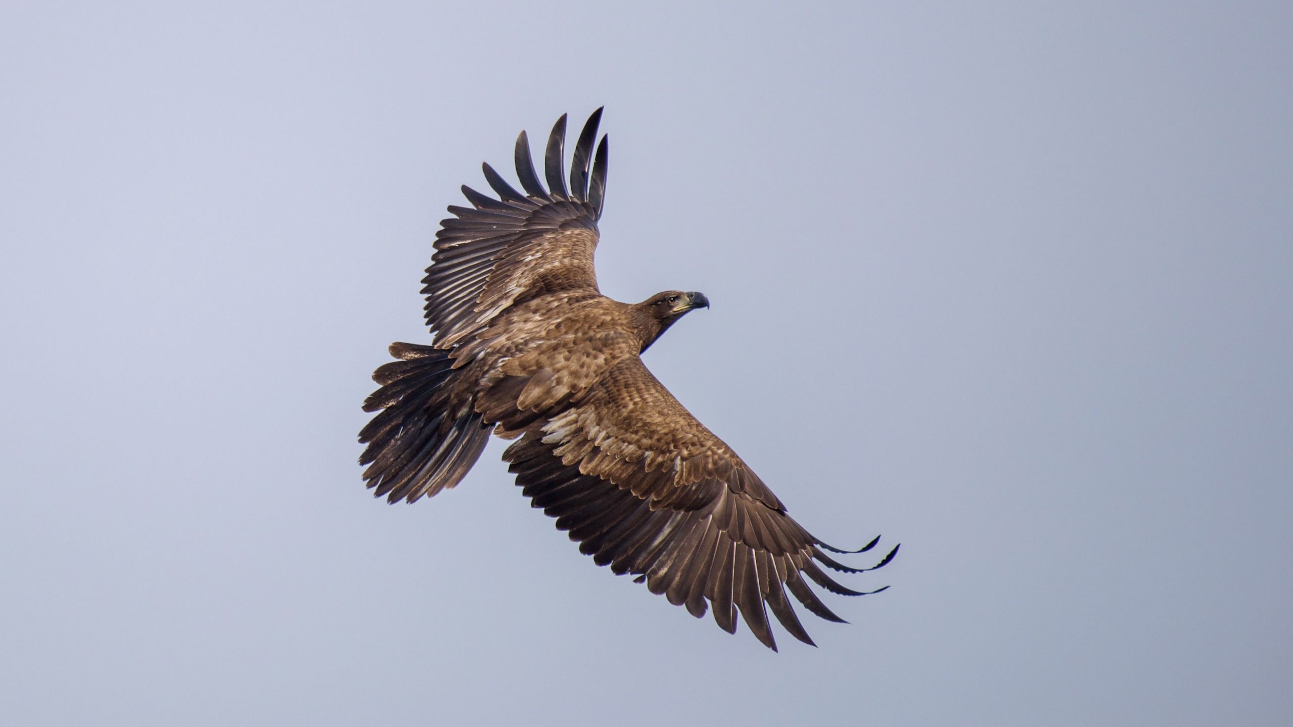 Golden Eagle Fact Sheet | Blog | Nature | PBS