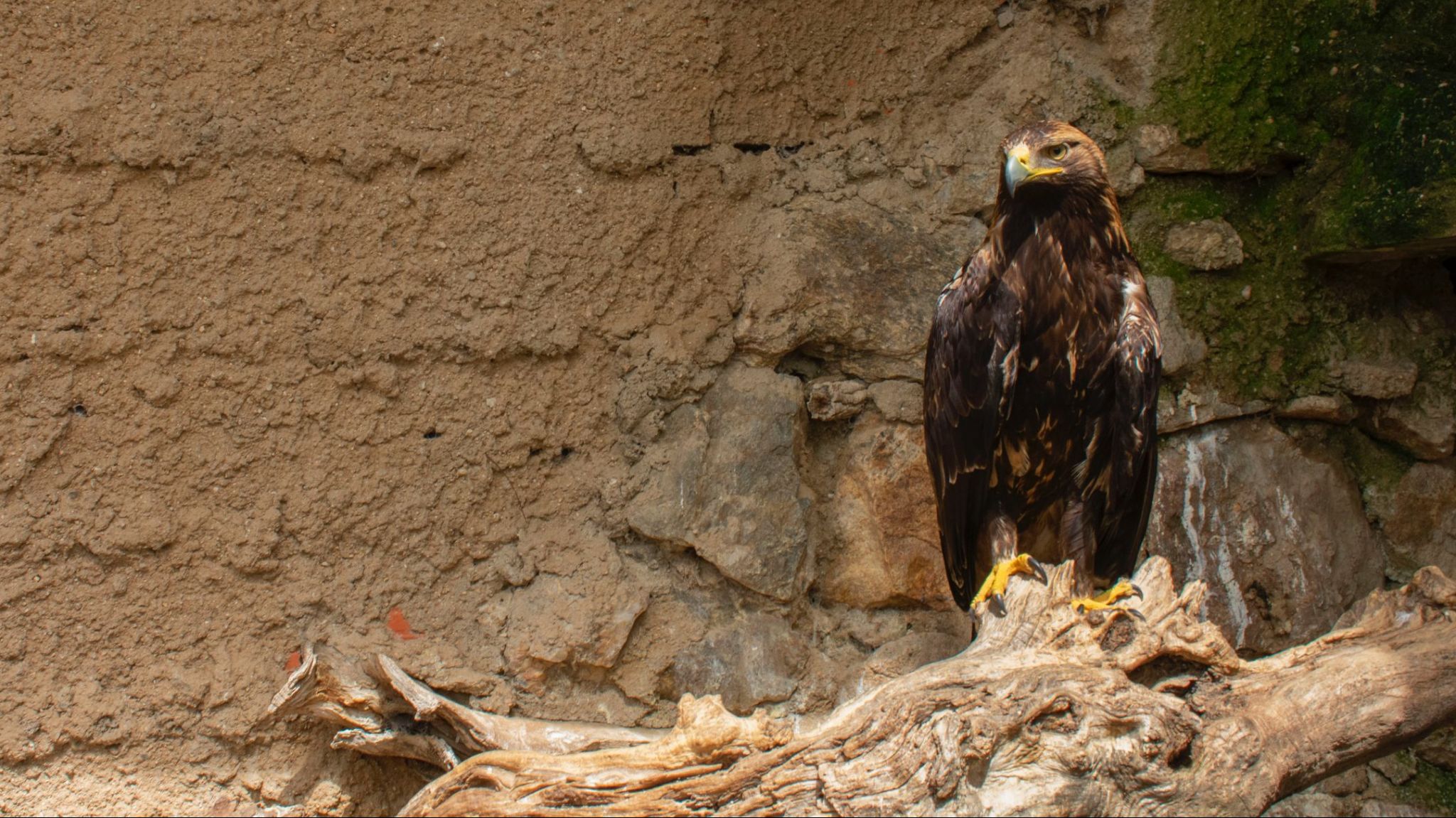 Golden Eagle Fact Sheet | Blog | Nature | PBS