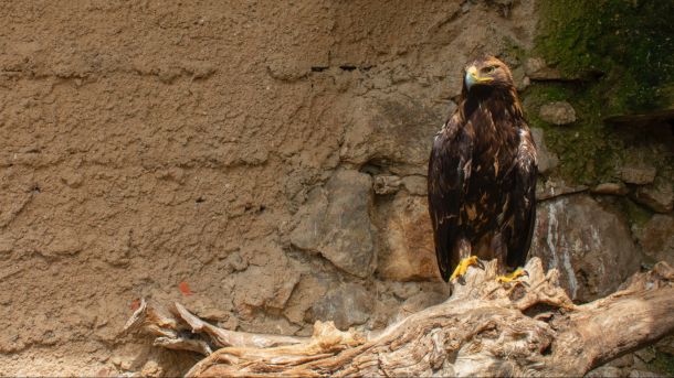 Golden Eagle Fact Sheet | Blog | Nature | PBS