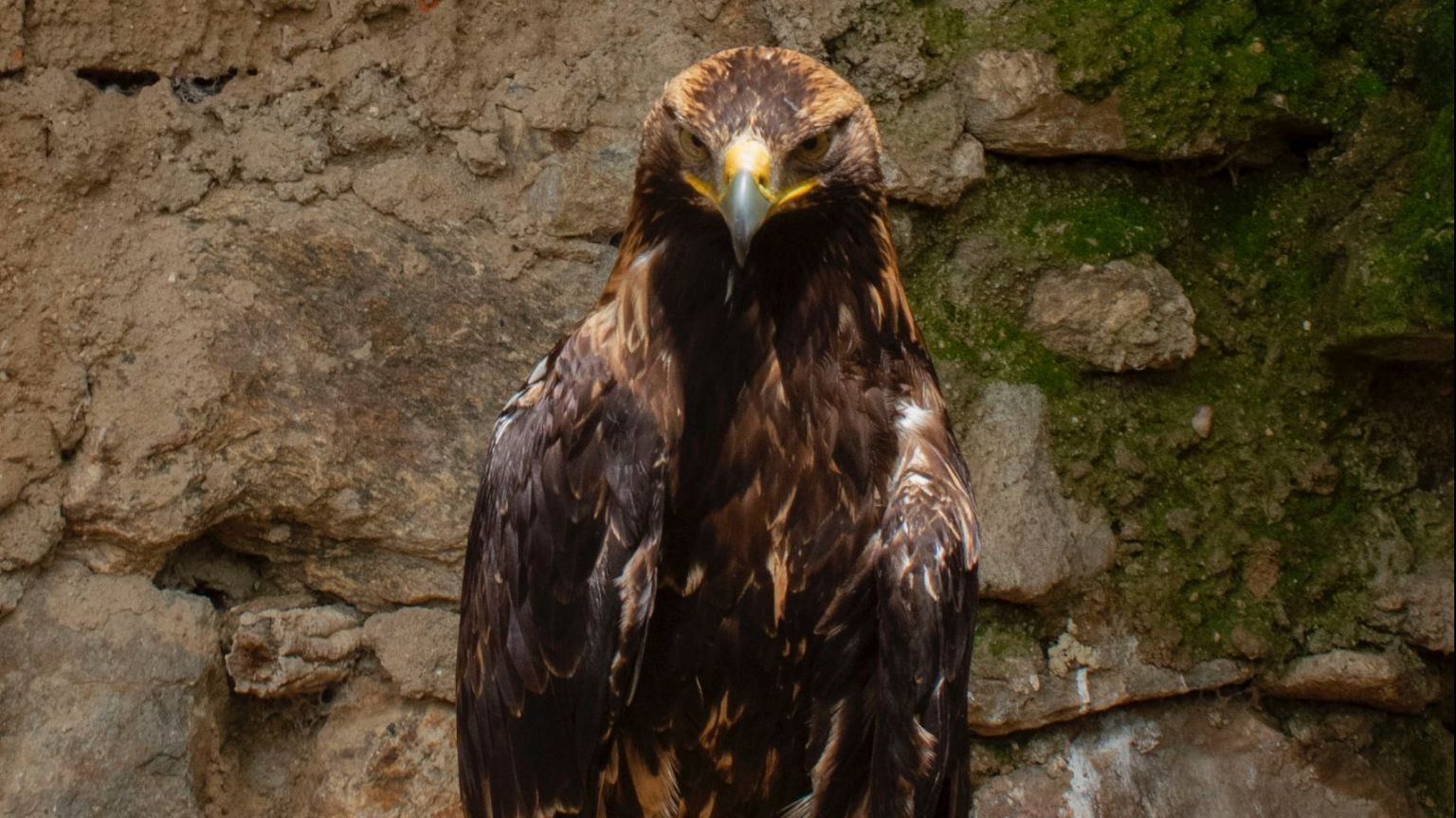 Golden Eagle Fact Sheet | Blog | Nature | PBS