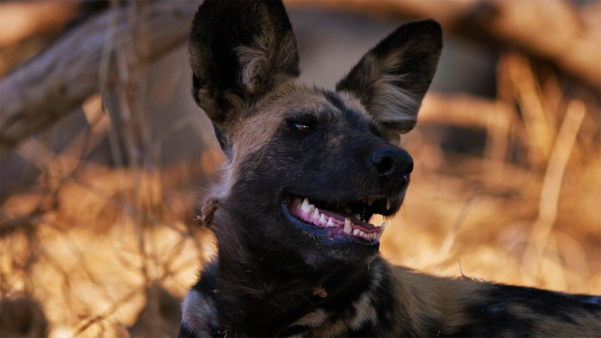 Dogs in the Wild: Defending Wild Dogs | How Wild Dogs Recover from ...