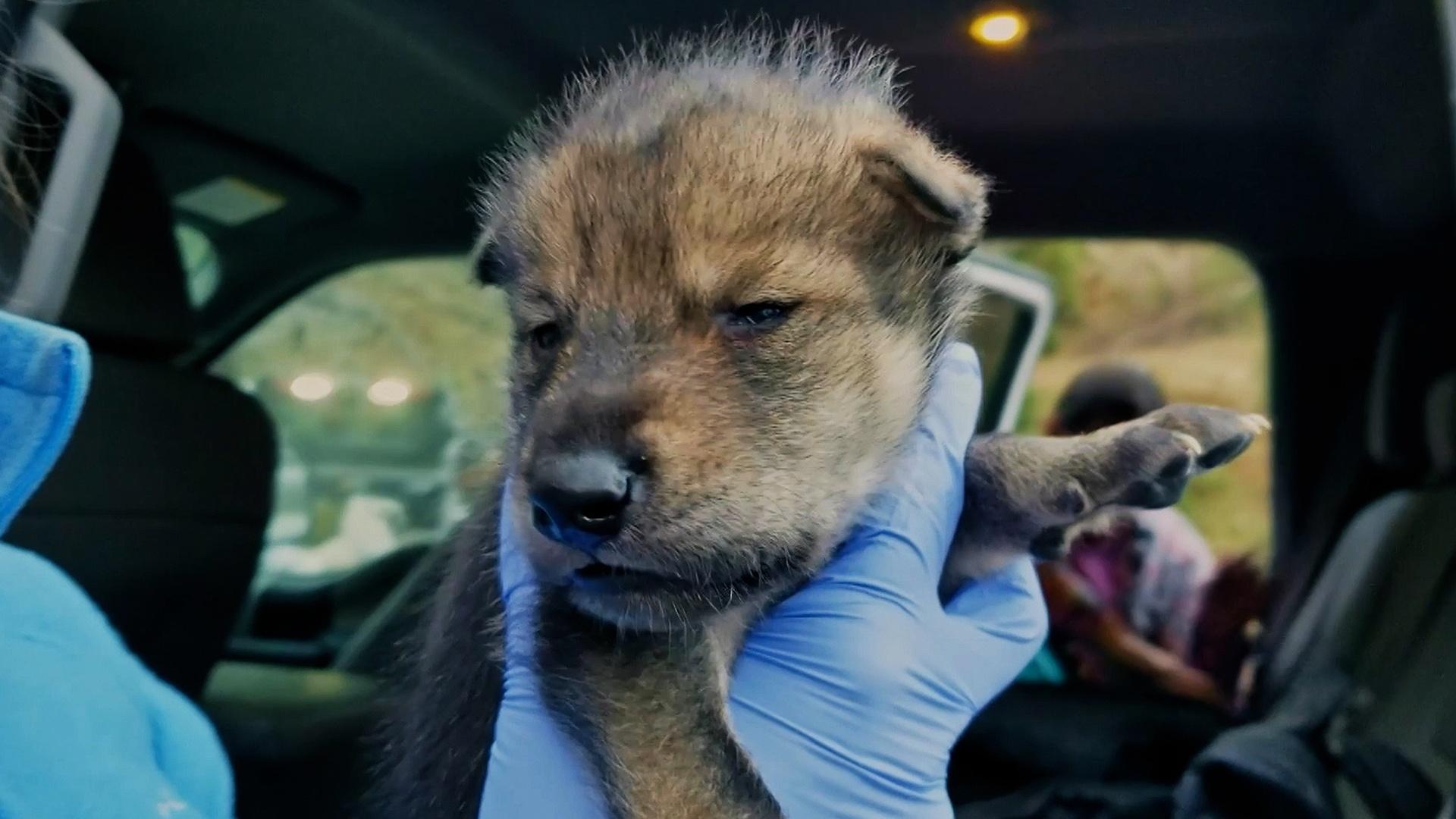 Dogs in the Wild: Defending Wild Dogs | These Wolf Puppies Could Save ...