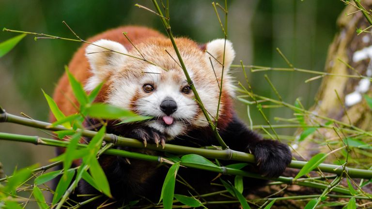 Red Panda Fact Sheet | Blog | Nature | PBS