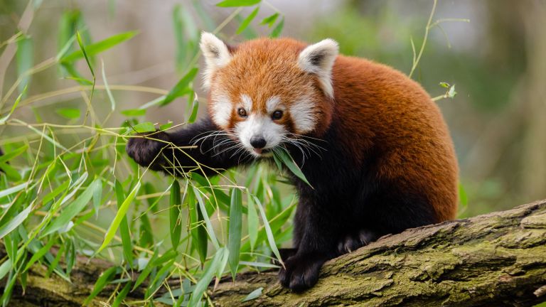 Red Panda Fact Sheet | Blog | Nature | PBS