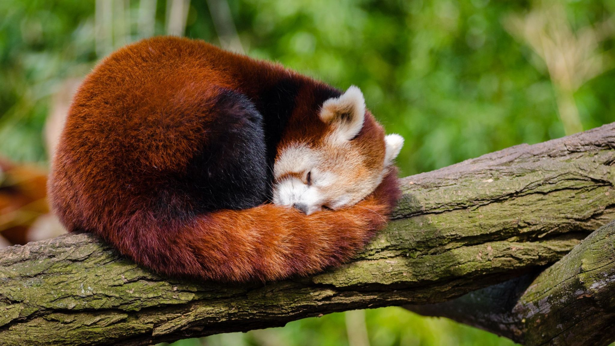 Red Panda Fact Sheet | Blog | Nature | PBS