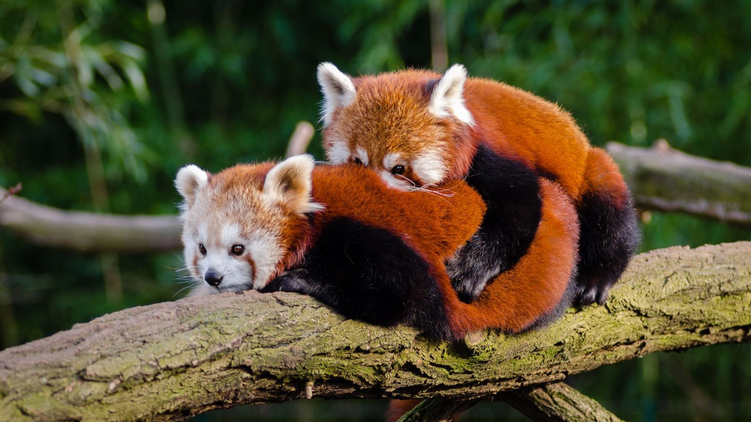 Red Panda Fact Sheet | Blog | Nature | PBS