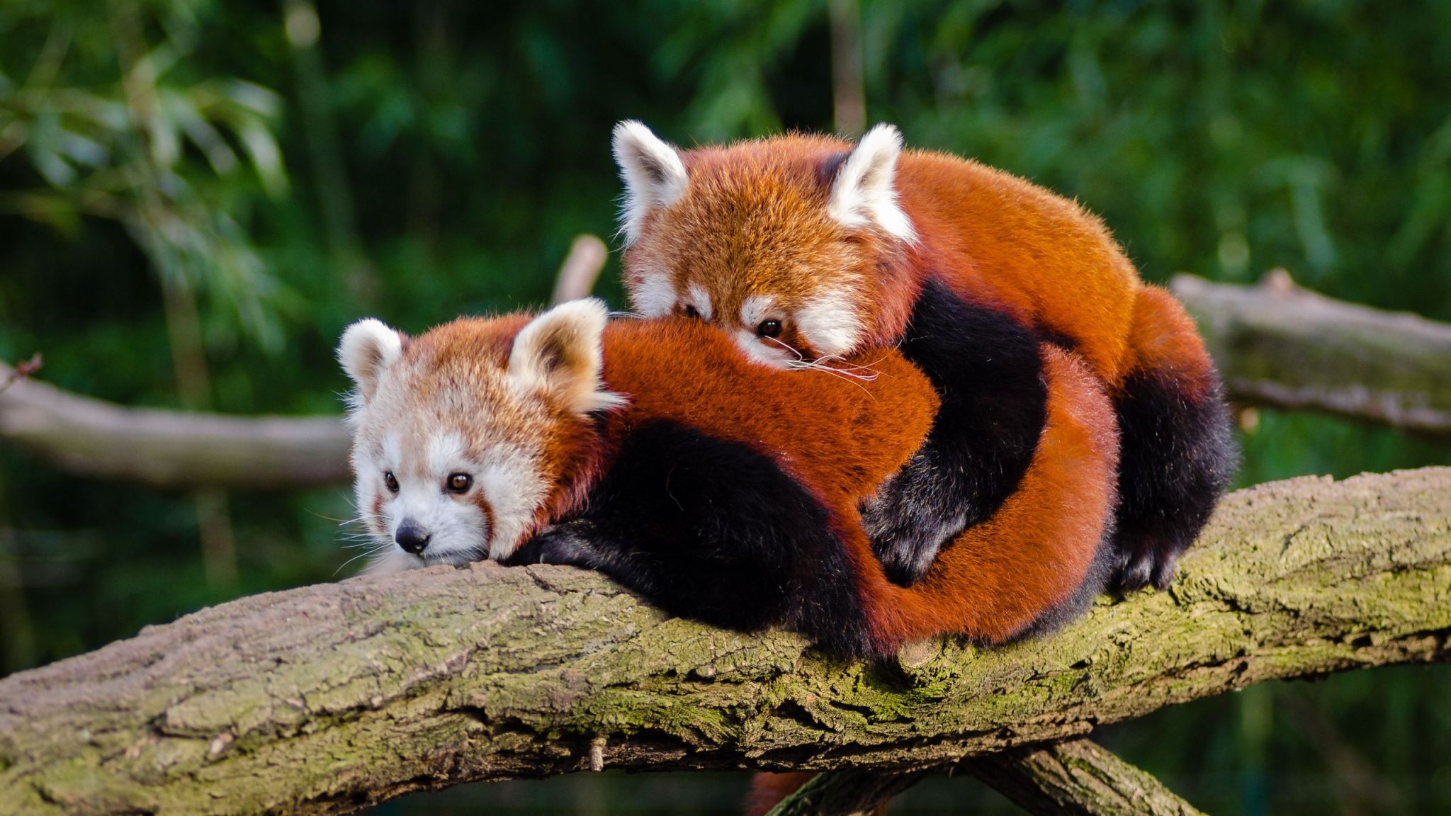 Red Panda Fact Sheet | Blog | Nature | PBS