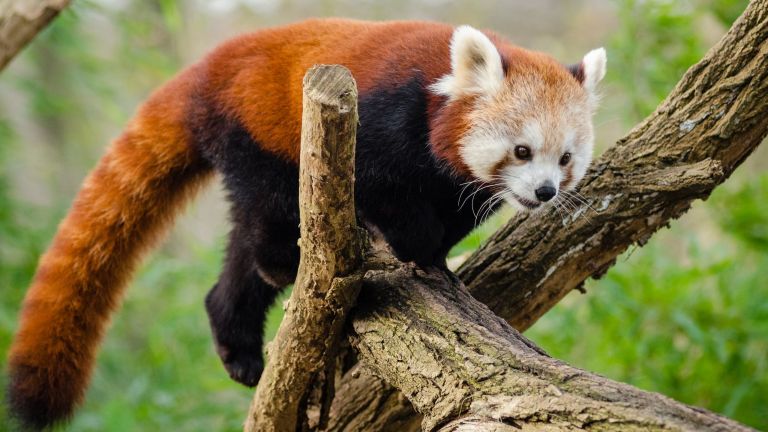 Red Panda Fact Sheet | Blog | Nature | PBS