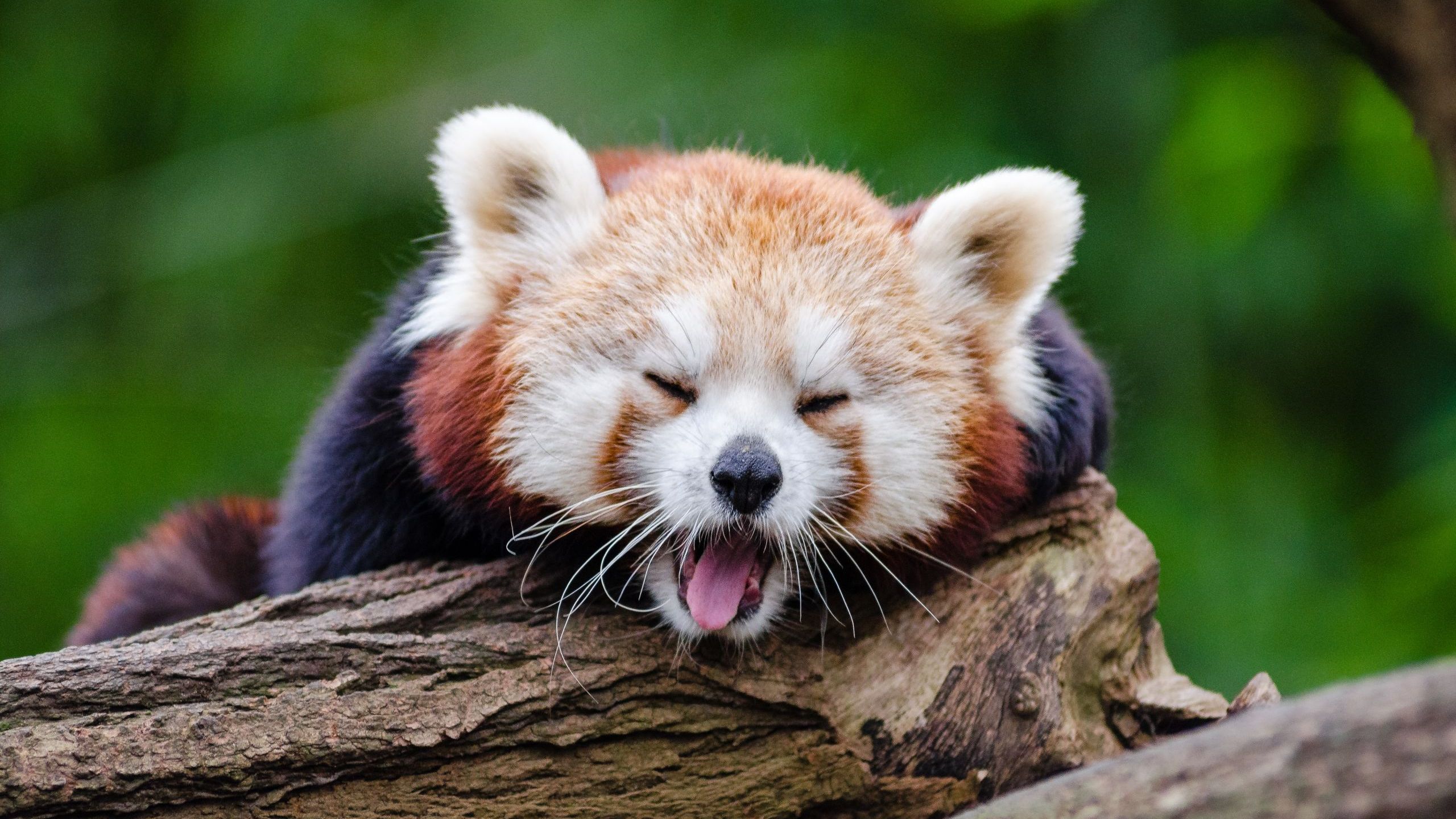 Red Panda Fact Sheet | Blog | Nature | PBS