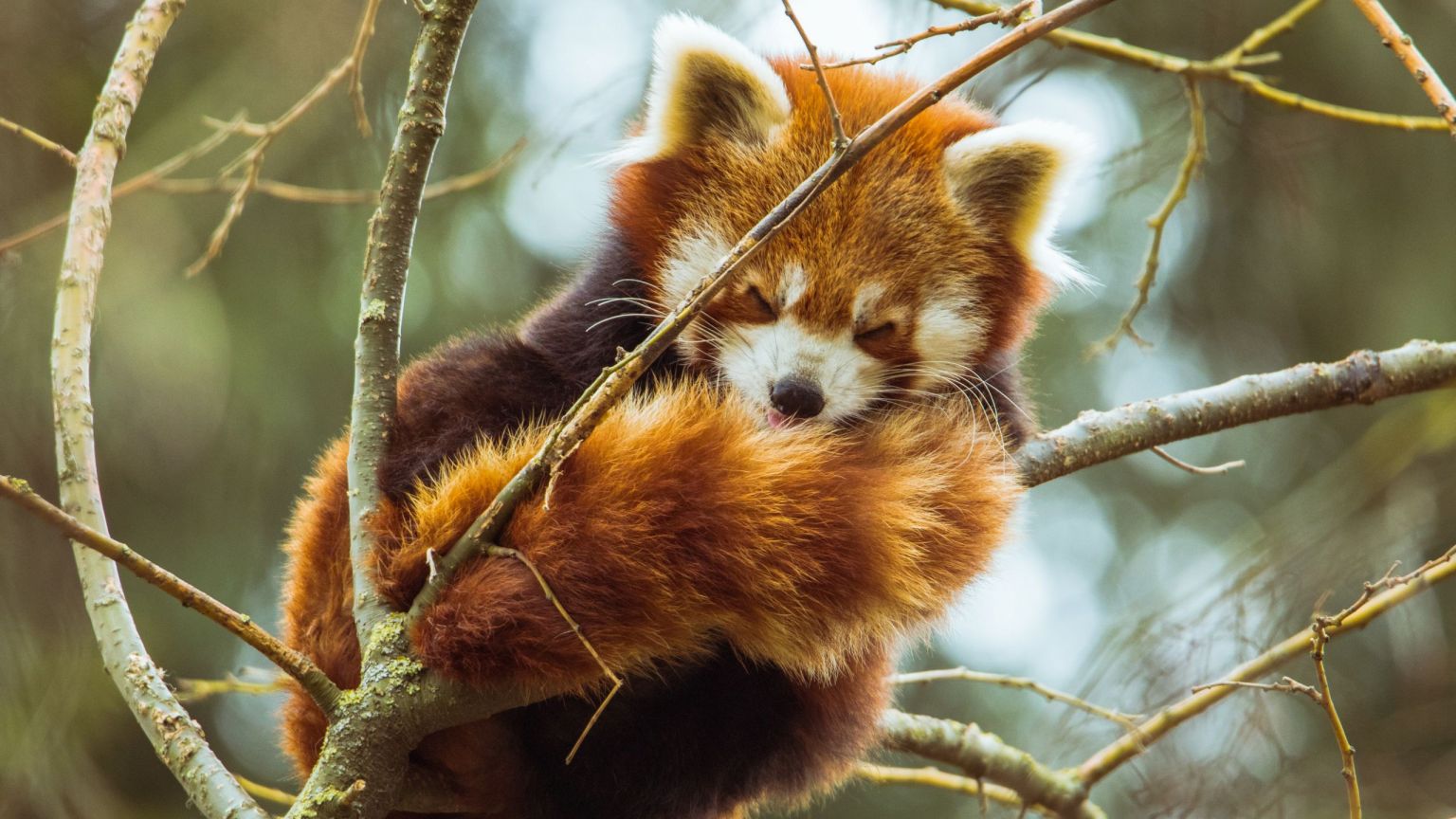 Red Panda Fact Sheet | Blog | Nature | PBS