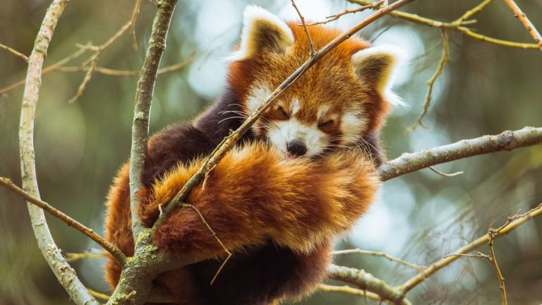 Red Panda Fact Sheet | Blog | Nature | PBS