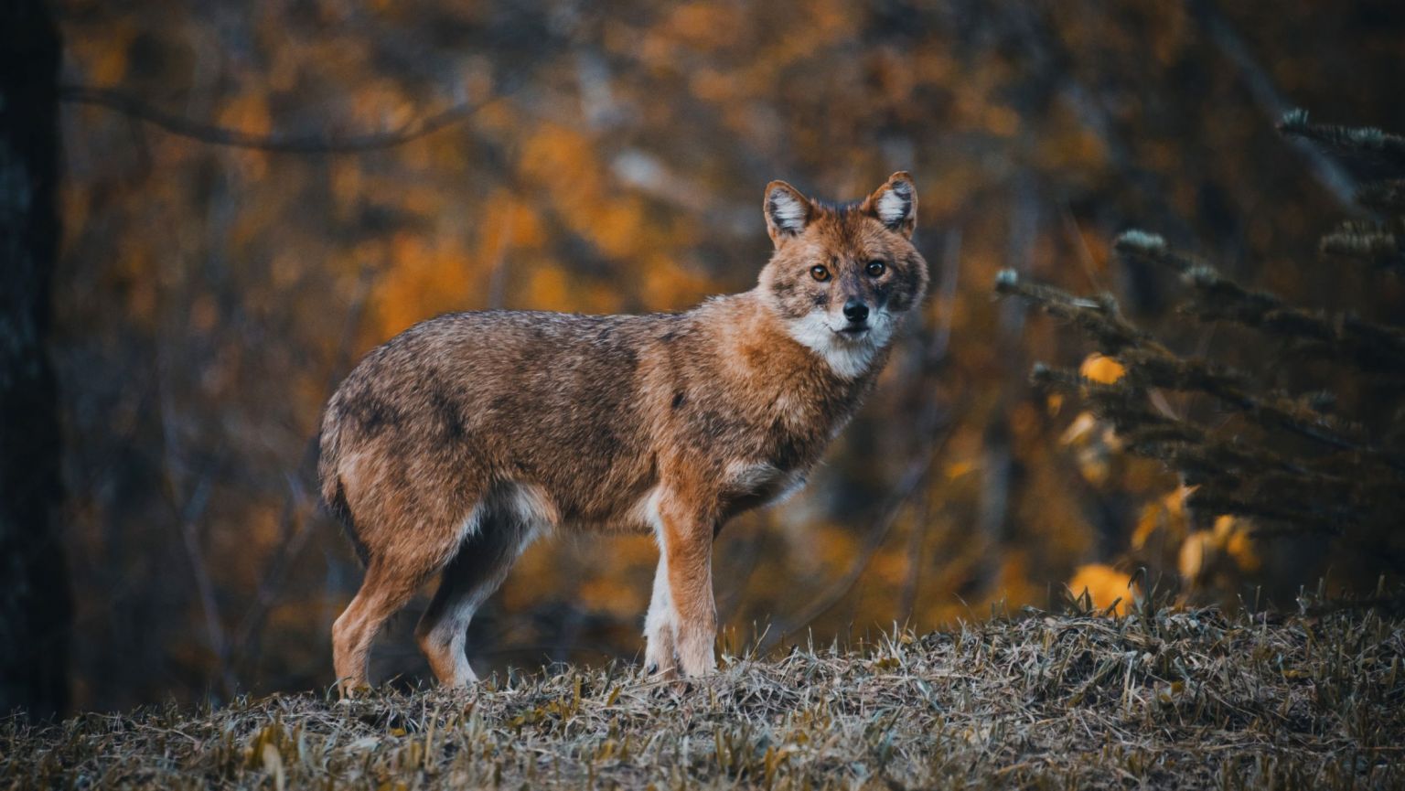 Dhole Fact Sheet | Blog | Nature | PBS