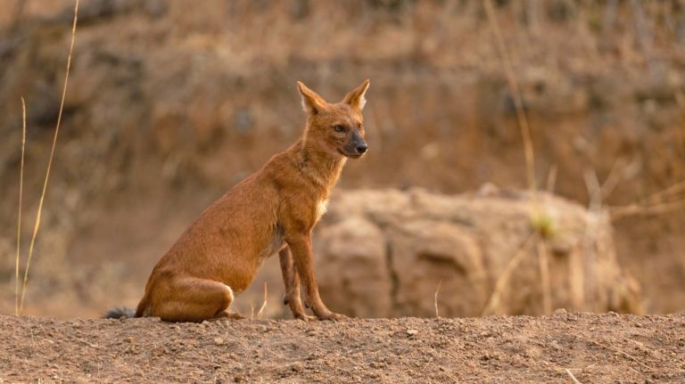 Dhole Fact Sheet | Blog | Nature | PBS