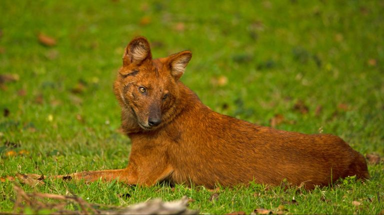 Dhole Fact Sheet | Blog | Nature | PBS