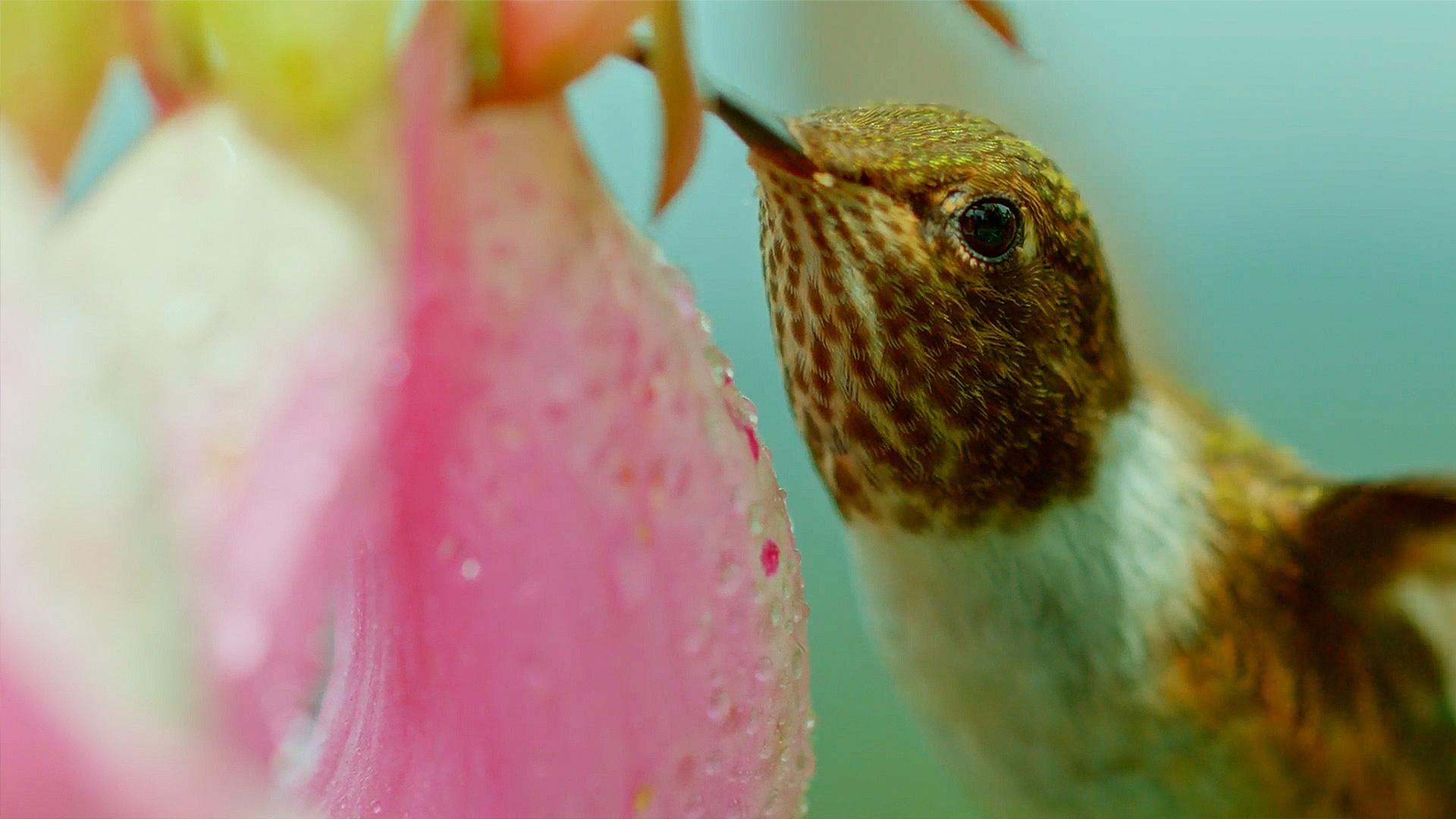 The Hummingbird Effect | Meet the Rare Volcano Hummingbird | Nature | PBS
