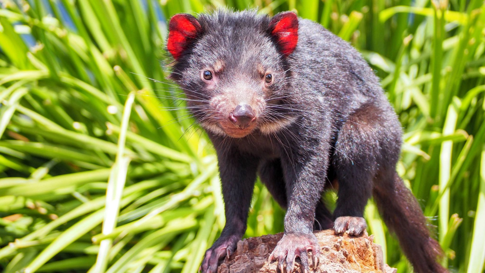 Tasmanian Devil Fact Sheet | Blog | Nature | PBS