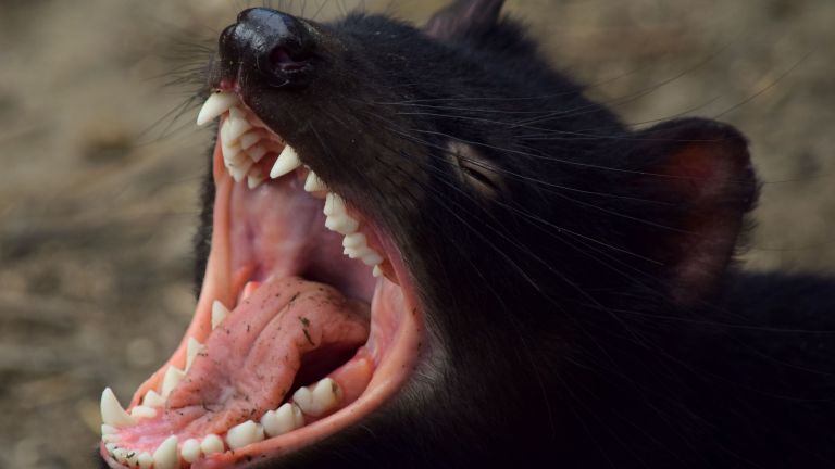 Tasmanian Devil Fact Sheet | Blog | Nature | PBS