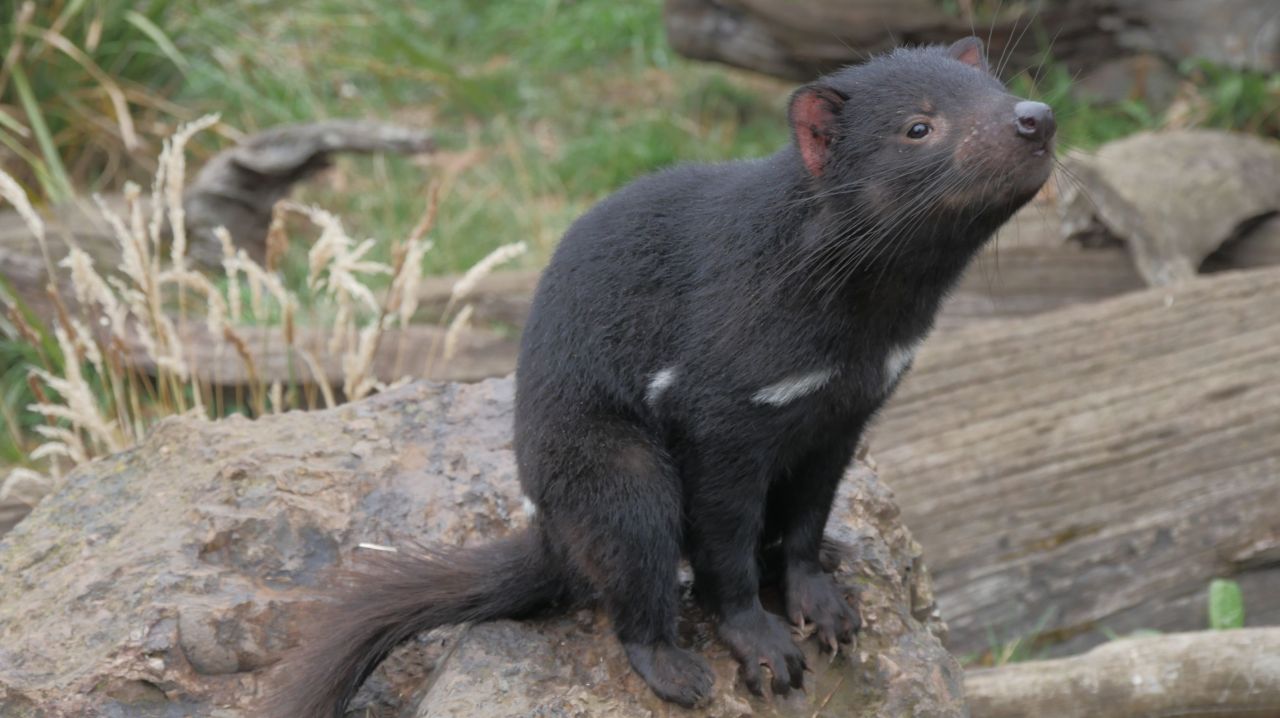 Tasmanian Devil Fact Sheet | Blog | Nature | PBS