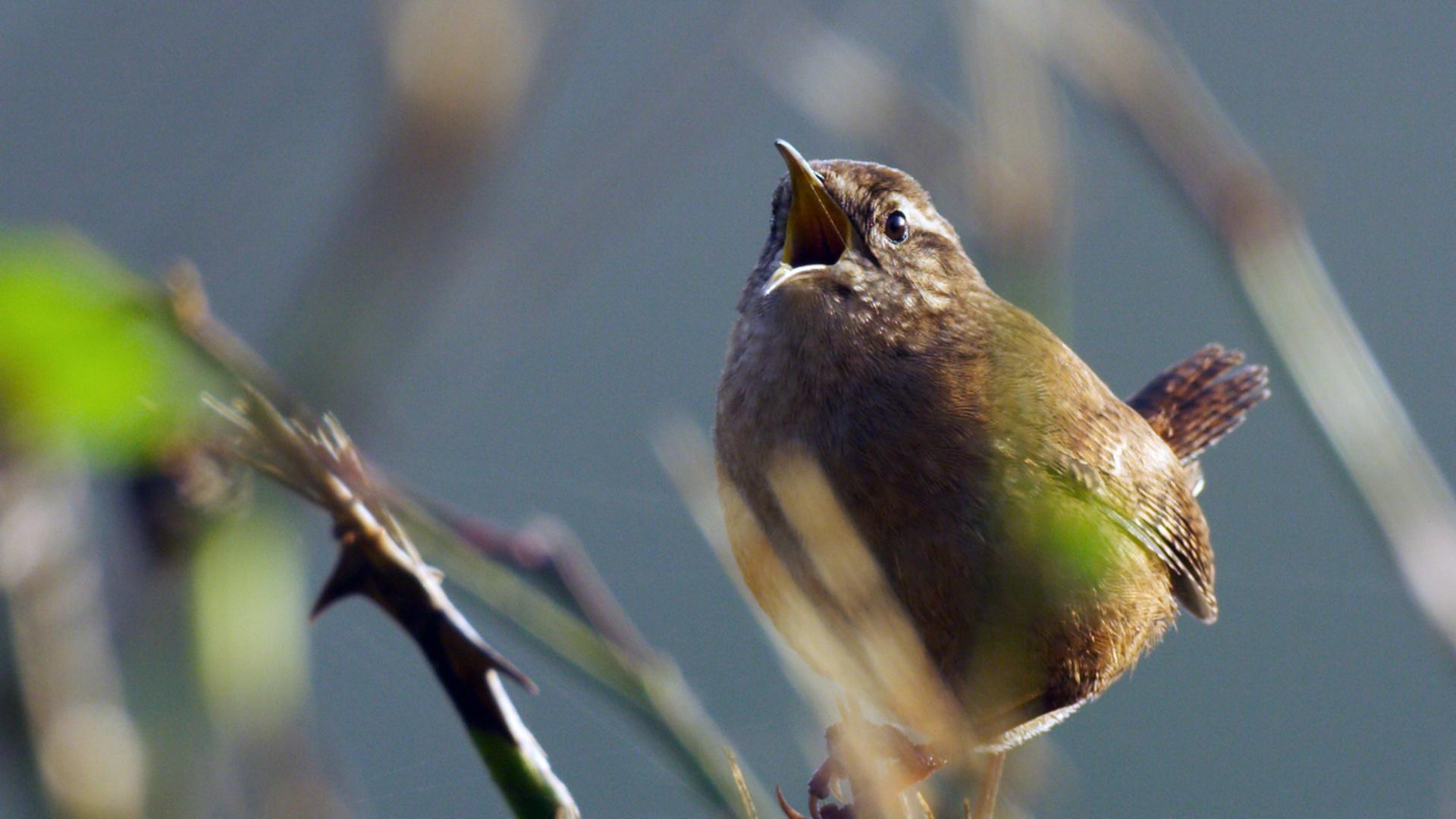 Attenborough's Wonder of Song | Footage Proves Female Songbirds Can ...