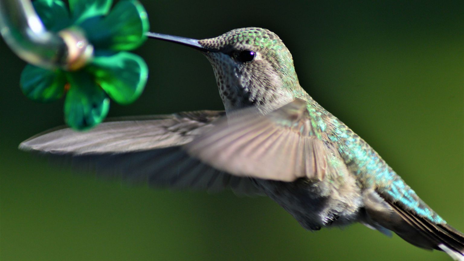 Anna's Hummingbird Fact Sheet | Blog | Nature | PBS
