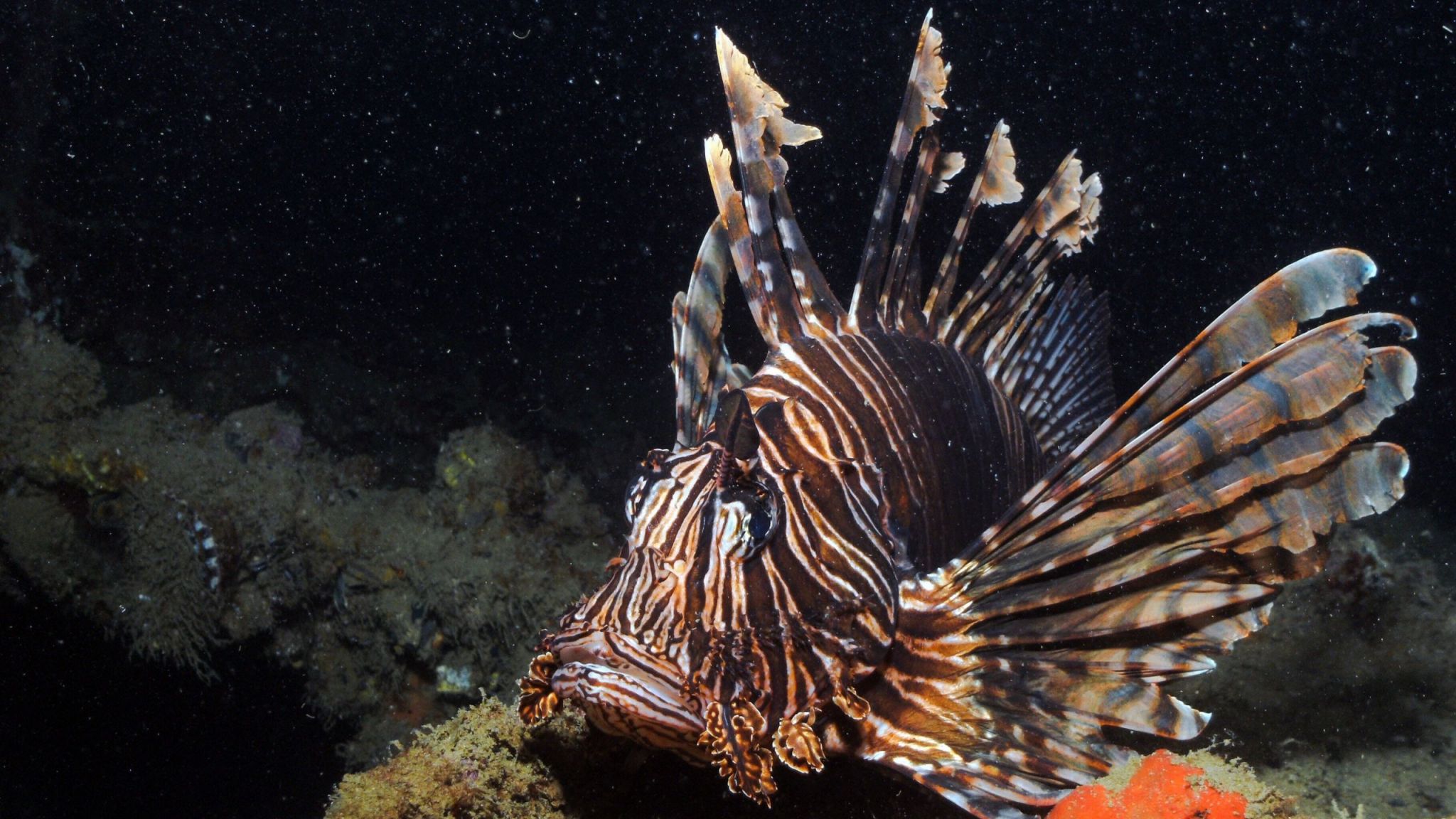 Lionfish Fact Sheet | Blog | Nature | PBS