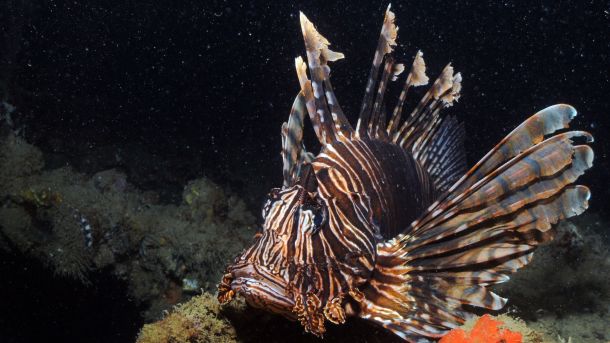 Lionfish Fact Sheet | Blog | Nature | PBS