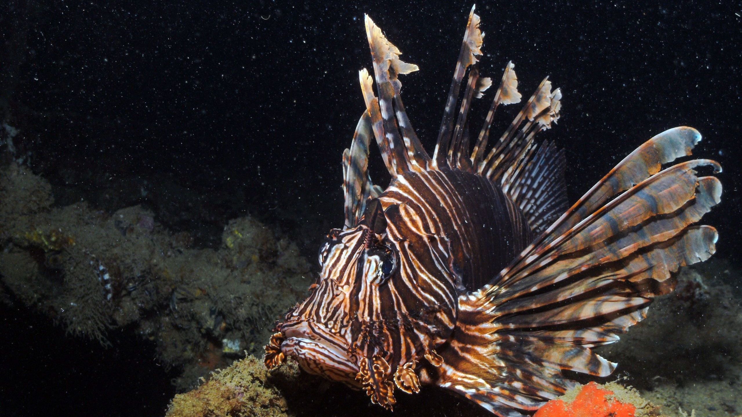 Lionfish Information