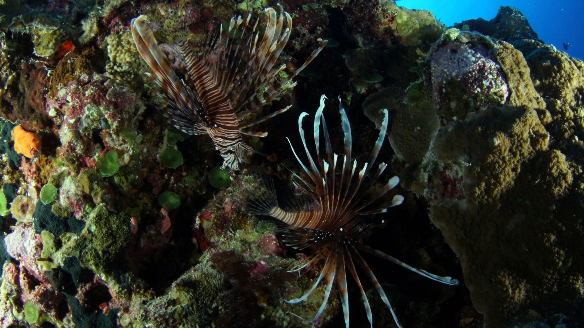 Lionfish Fact Sheet | Blog | Nature | PBS
