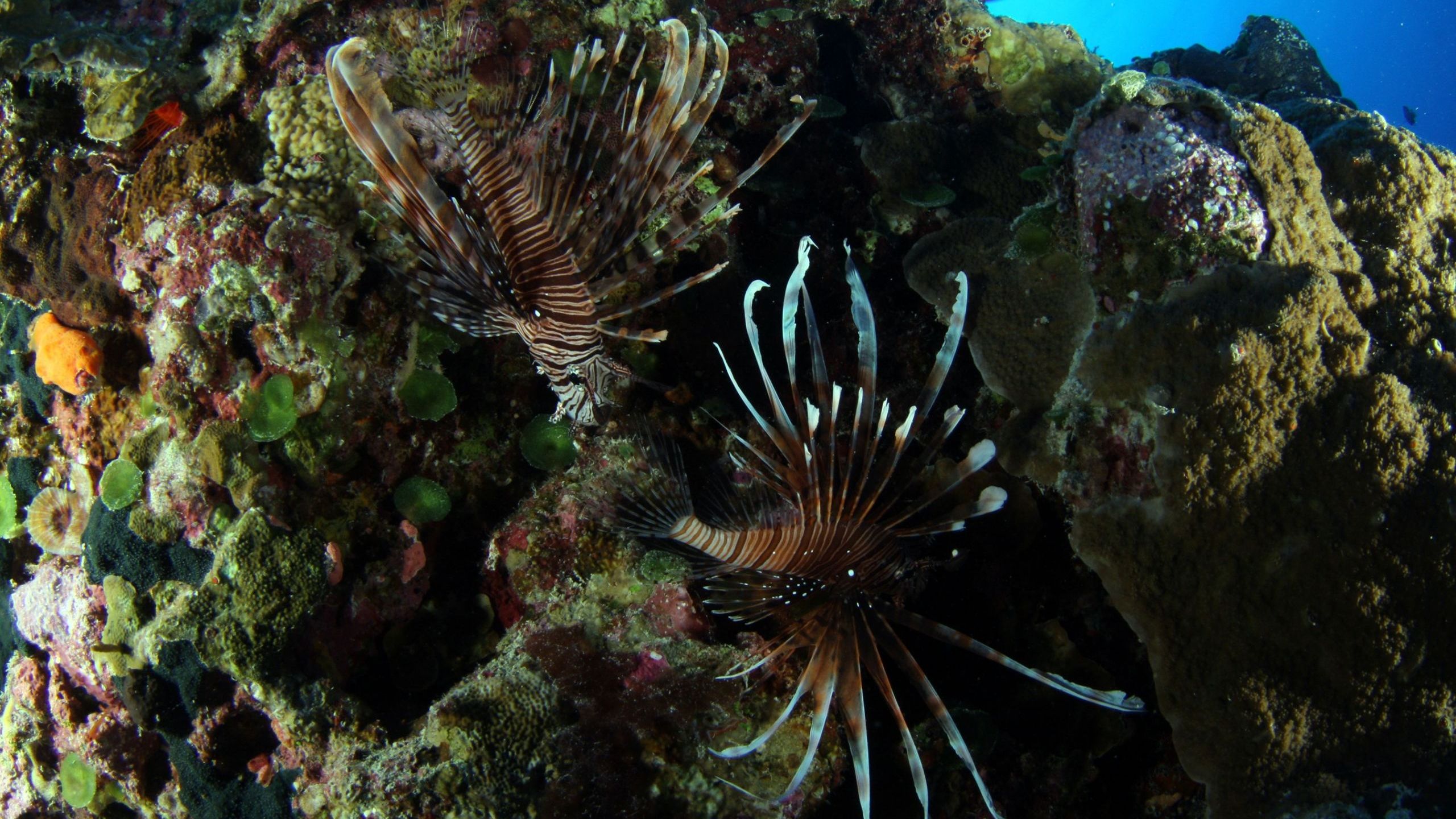 Lionfish Fact Sheet | Blog | Nature | PBS