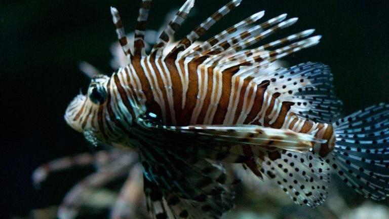 Lionfish Fact Sheet | Blog | Nature | PBS