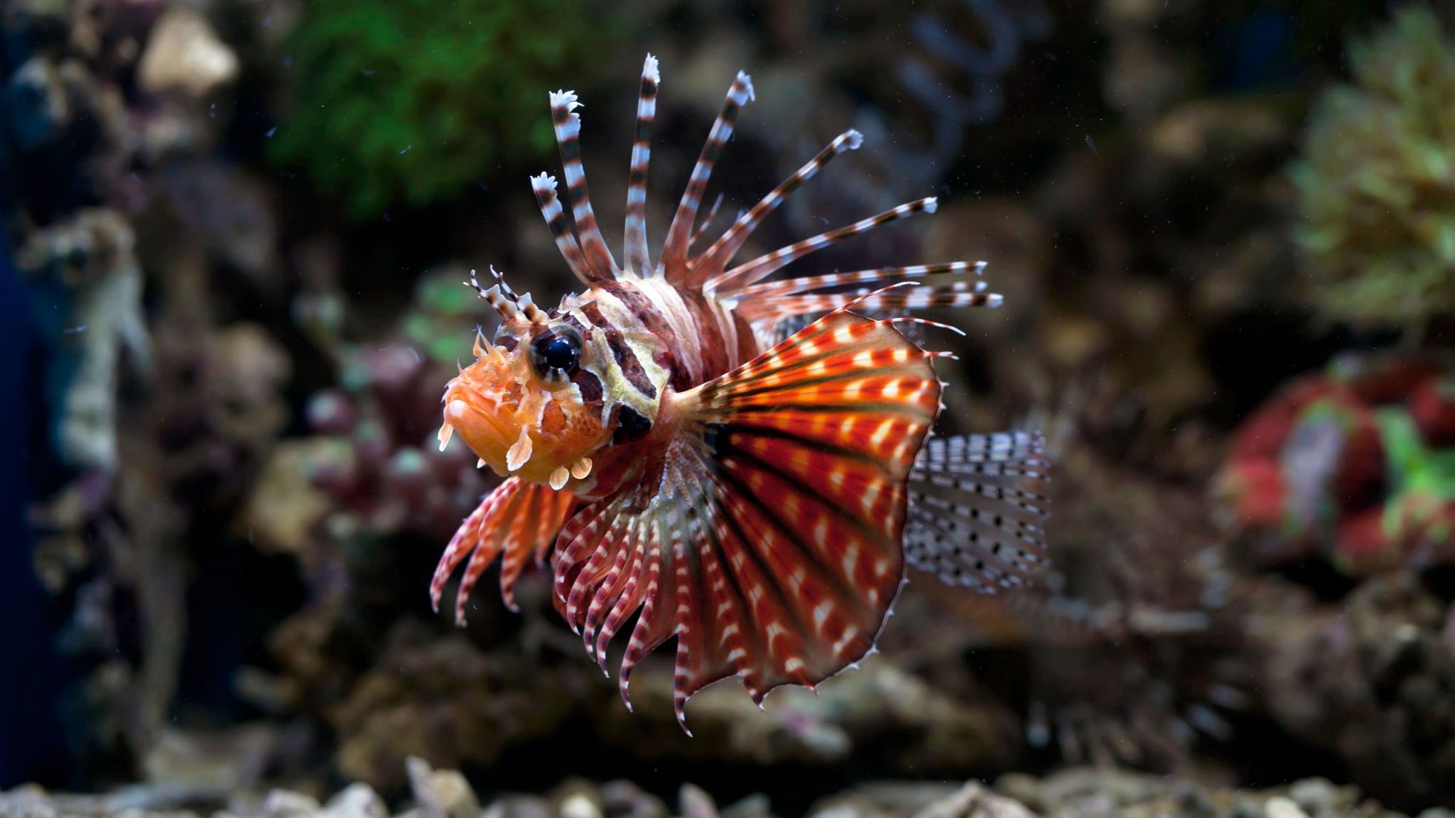 Lionfish Fact Sheet | Blog | Nature | PBS