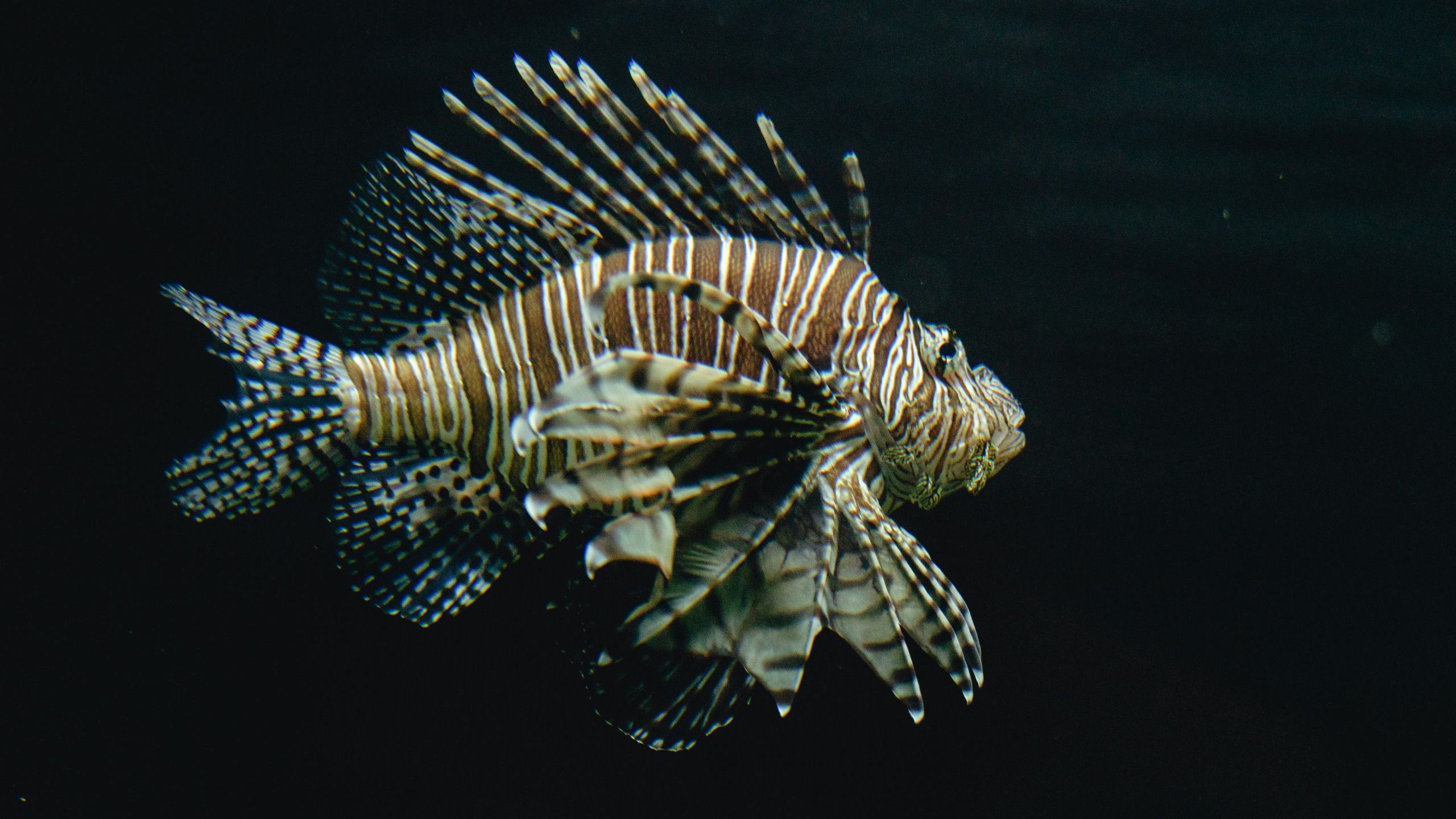 Lionfish Fact Sheet | Blog | Nature | PBS