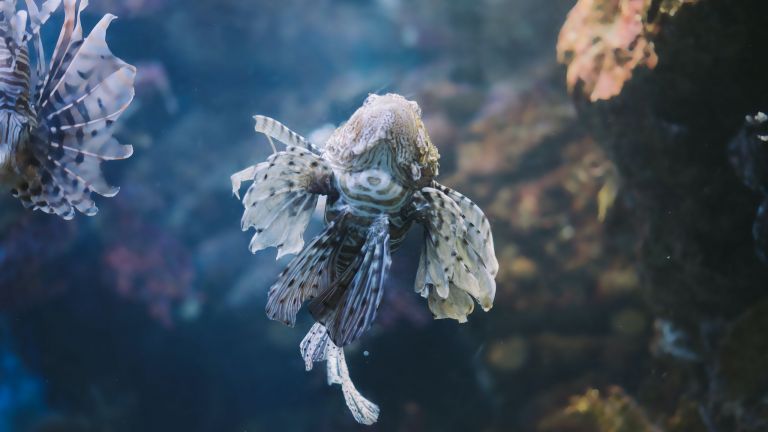 Lionfish Fact Sheet | Blog | Nature | PBS