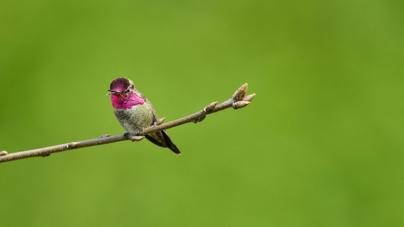 Anna's Hummingbird Fact Sheet | Blog | Nature | PBS