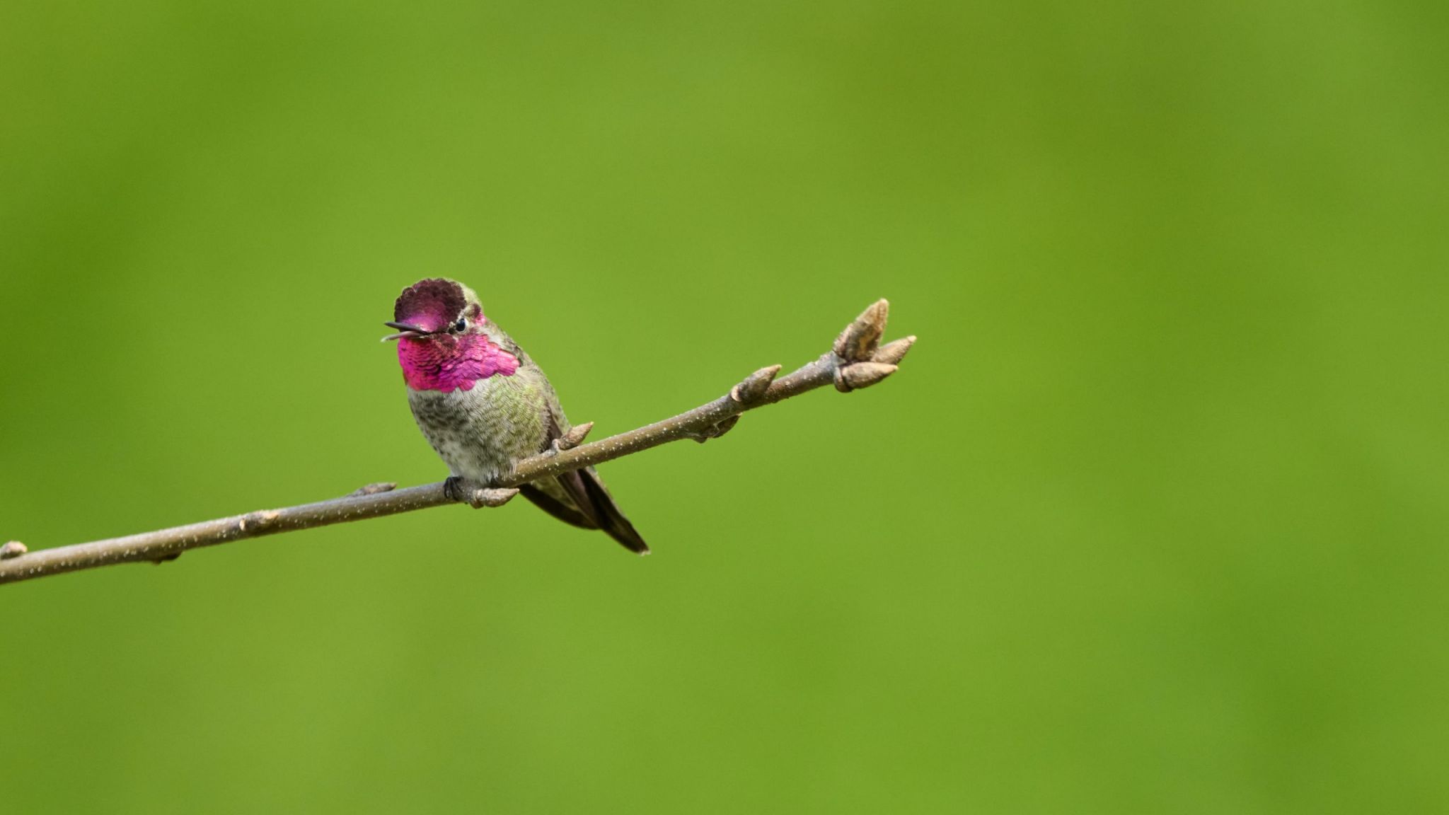 Anna's Hummingbird Fact Sheet | Blog | Nature | PBS