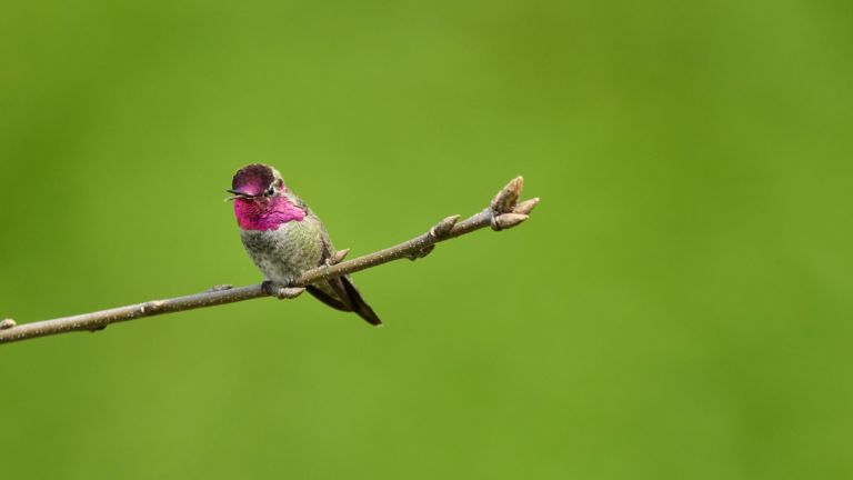 Anna's Hummingbird Fact Sheet | Blog | Nature | PBS