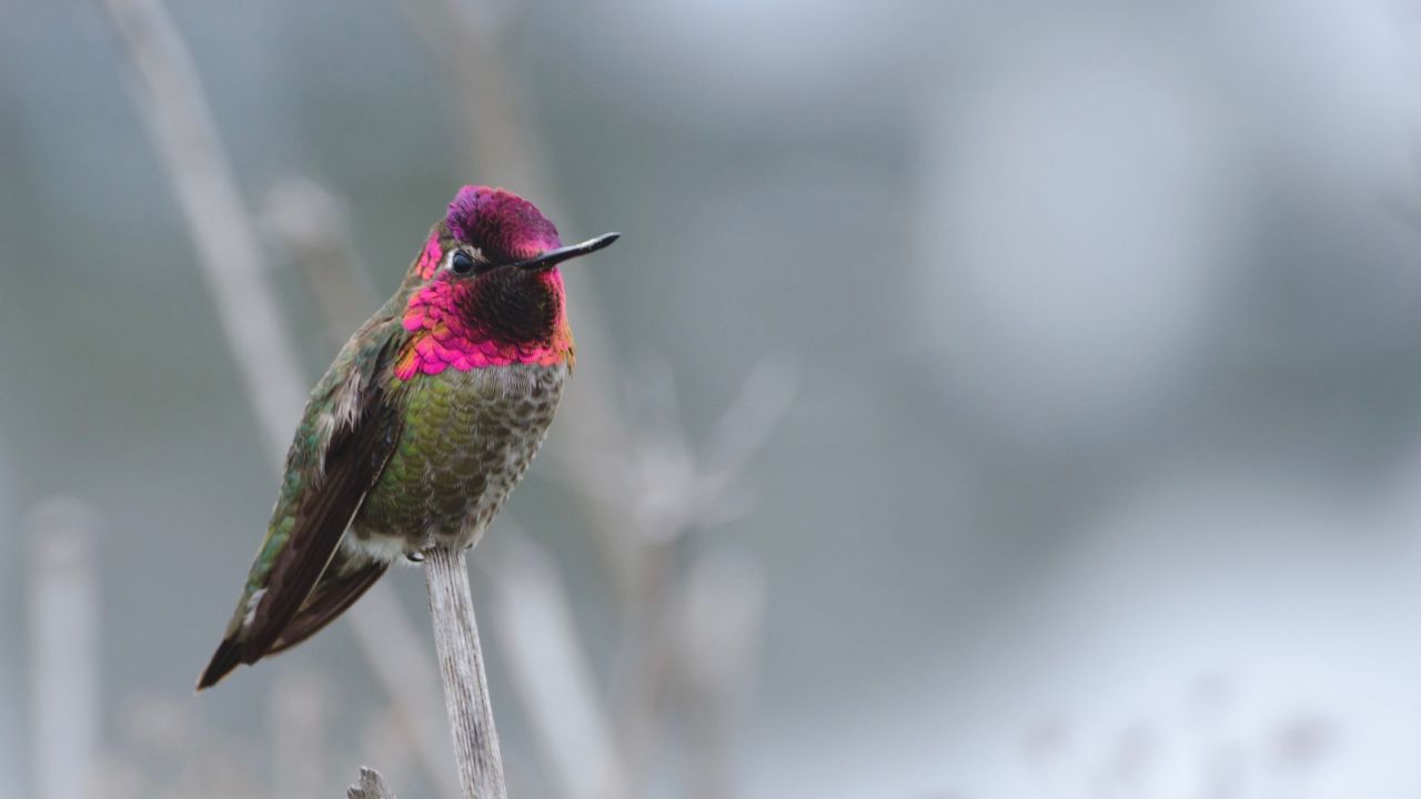 Anna's Hummingbird Fact Sheet | Blog | Nature | PBS